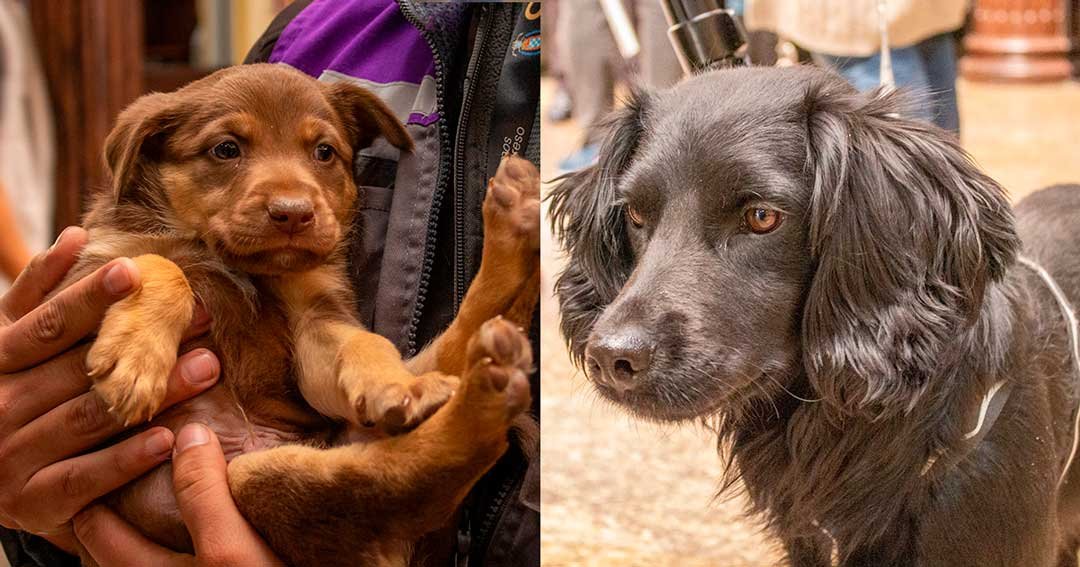 Zoonosis busca un hogar para 50 mascotas